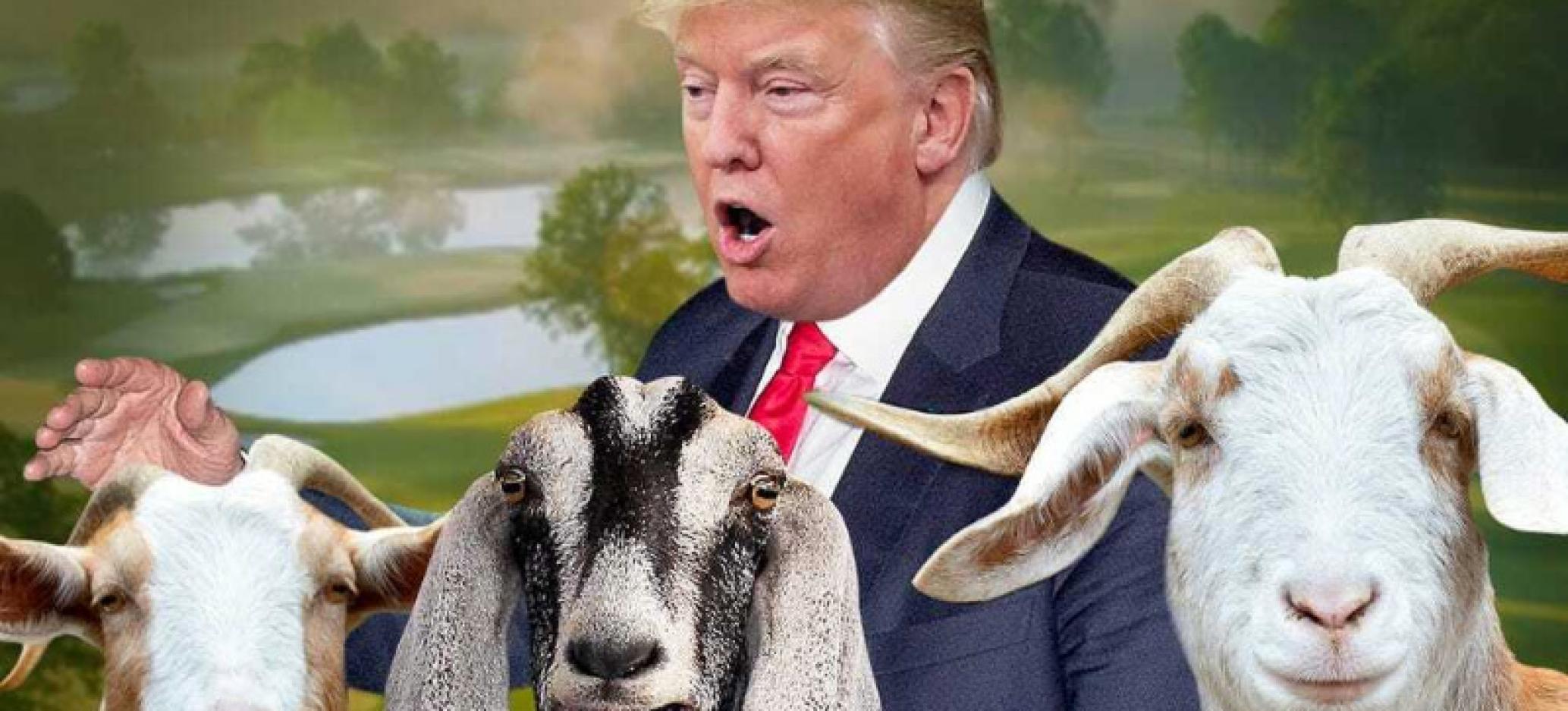 Trump Saved Millions in Property Taxes in Bedminster by Using Goats ...